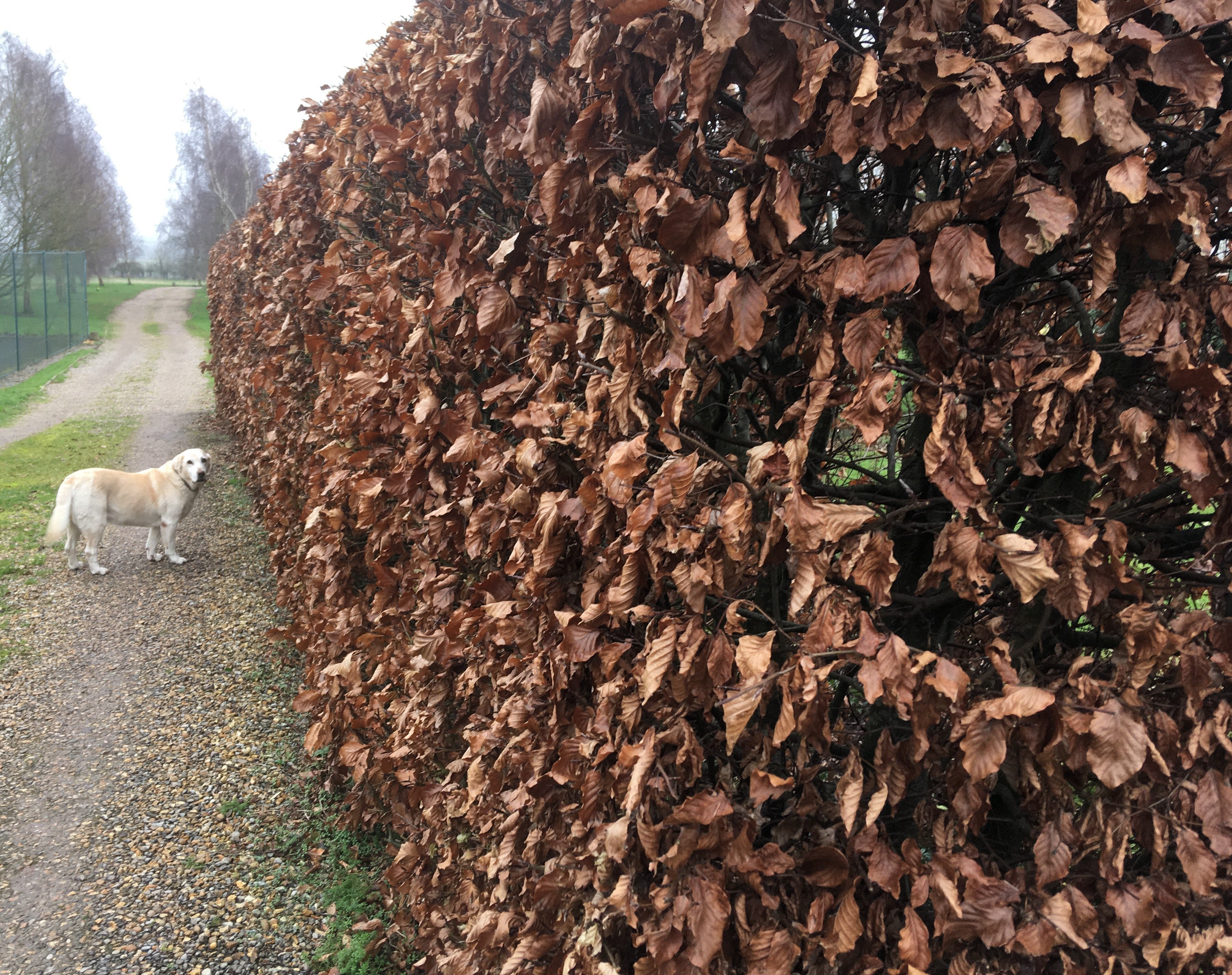The Best Beech Hedge – Pruning Tips for Dense Growth – Ashridge Nurseries
