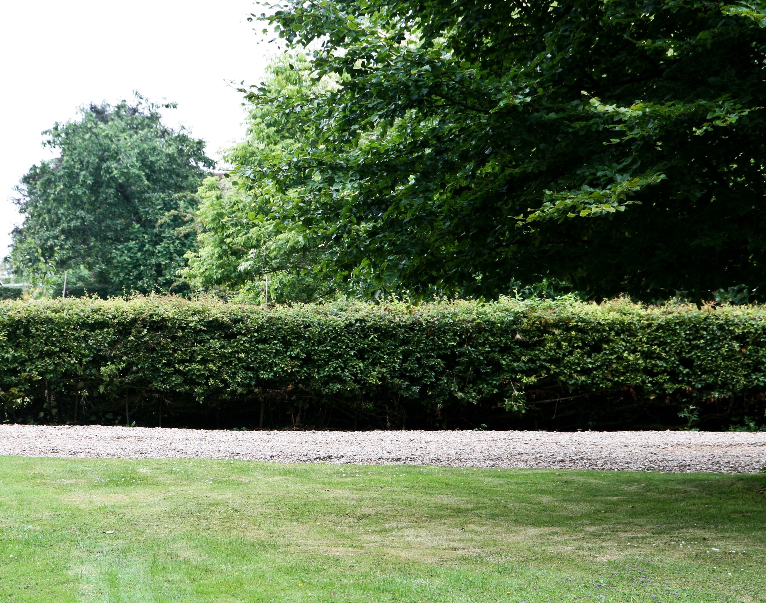 Hawthorn: Hedge Plant Portraits – Ashridge Nurseries