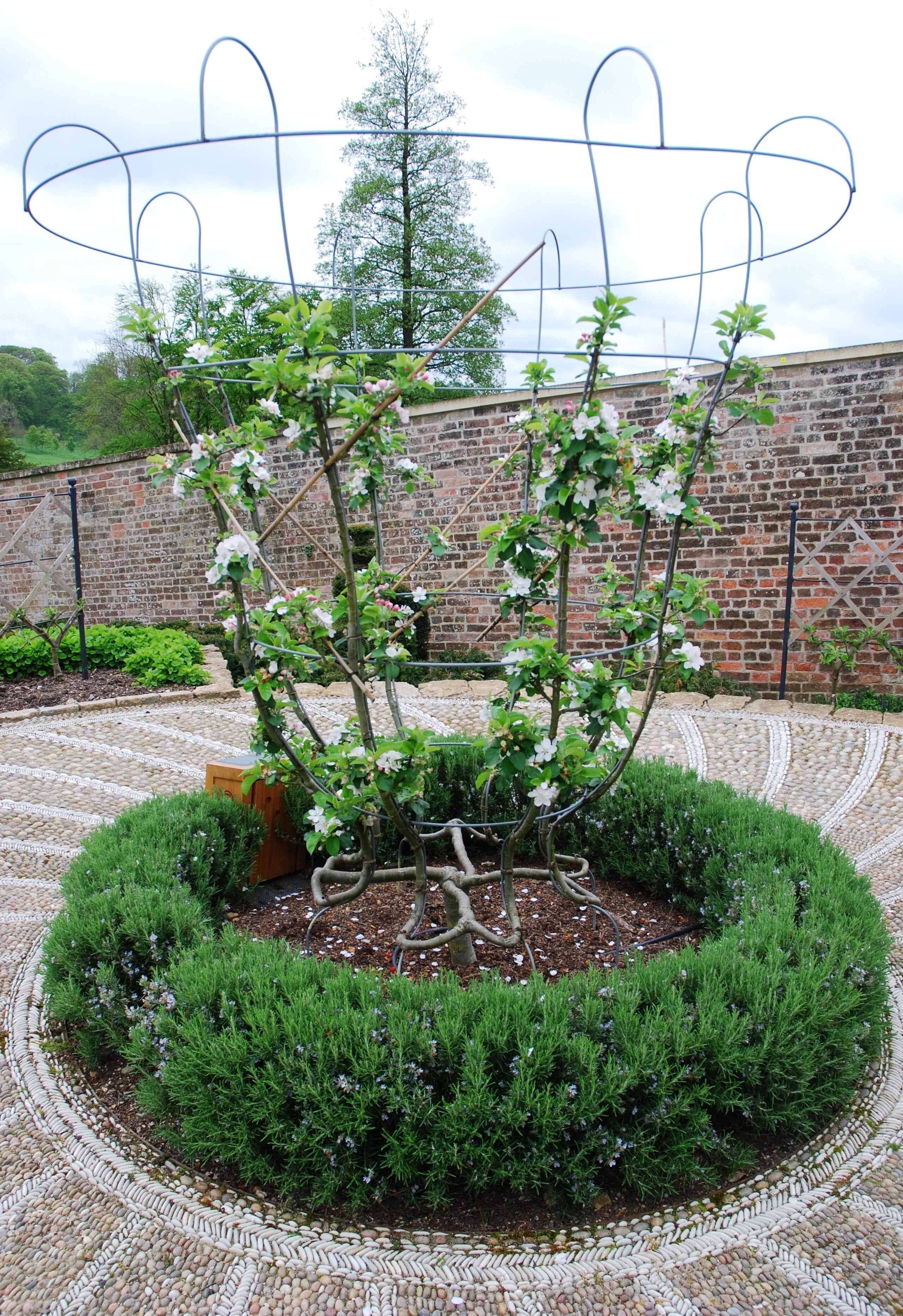 Rose Pruning Courses at Gardens of the Rose St Albans – Ashridge Nurseries