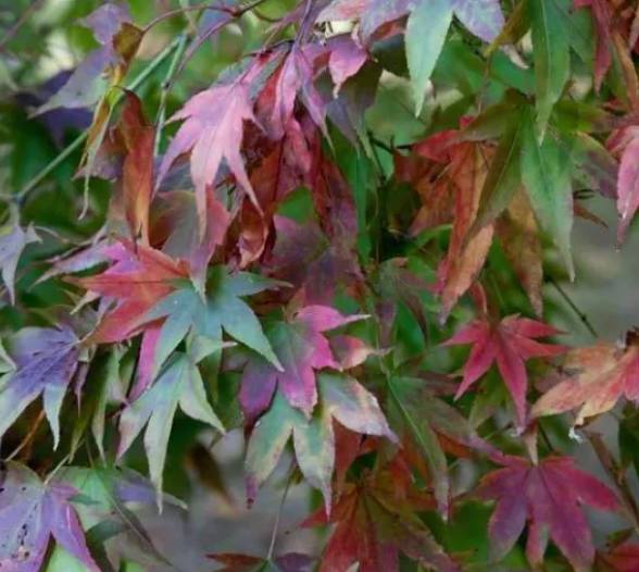 Trees for Autumn and Winter Colour – Ashridge Nurseries