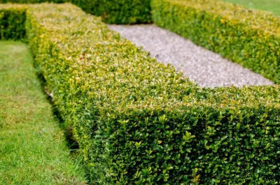 Planting A Box Hedge – Ashridge Nurseries