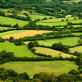 Double Staggered Row Hedge Planting Distance – Ashridge Nurseries