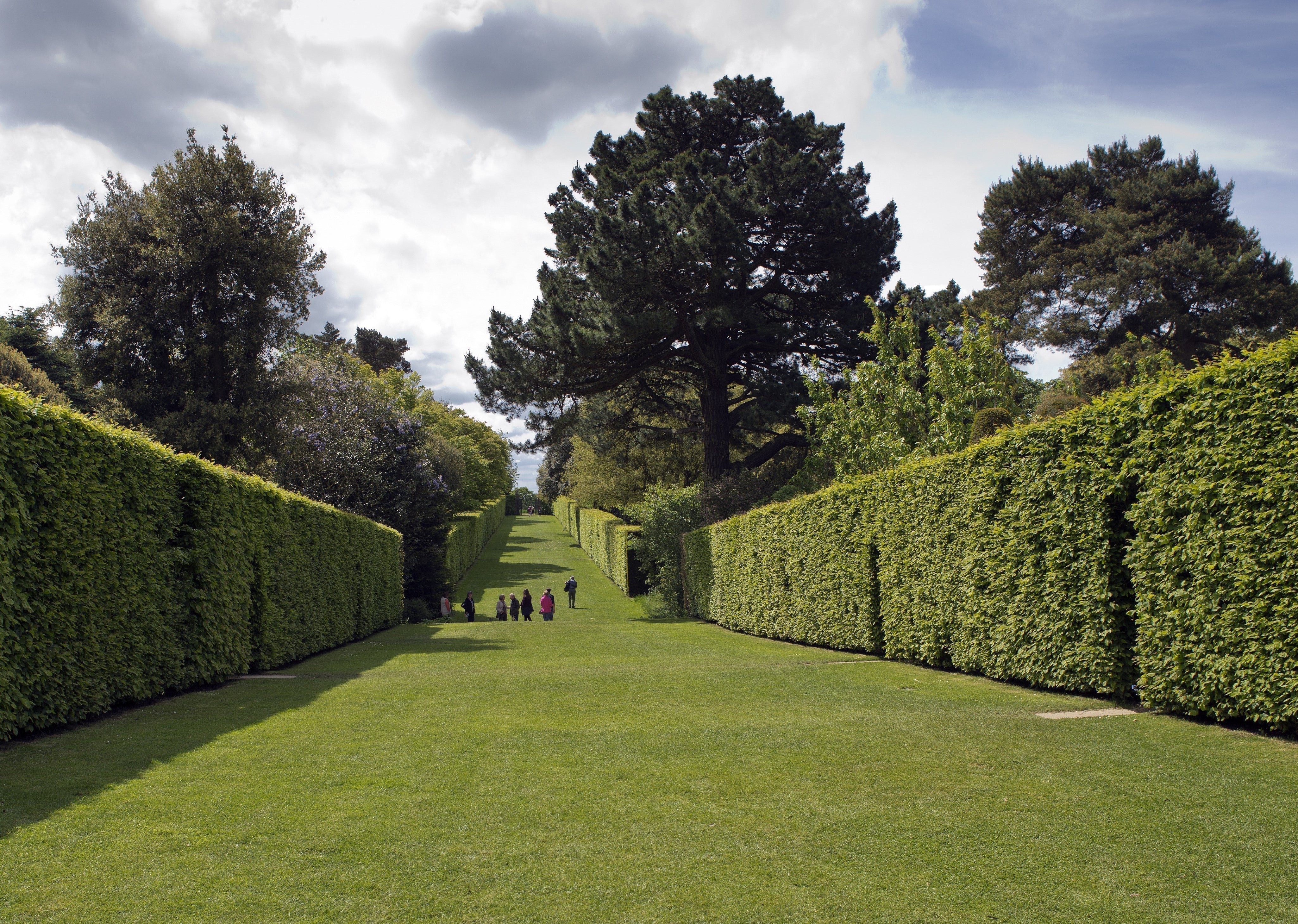 Hedges and Trees for the British Countryside – Ashridge Nurseries
