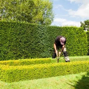 Best Plants For Low, Small, Narrow Hedges – Ashridge Nurseries