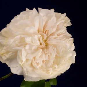 Old Roses VS Antique Roses – Ashridge Nurseries