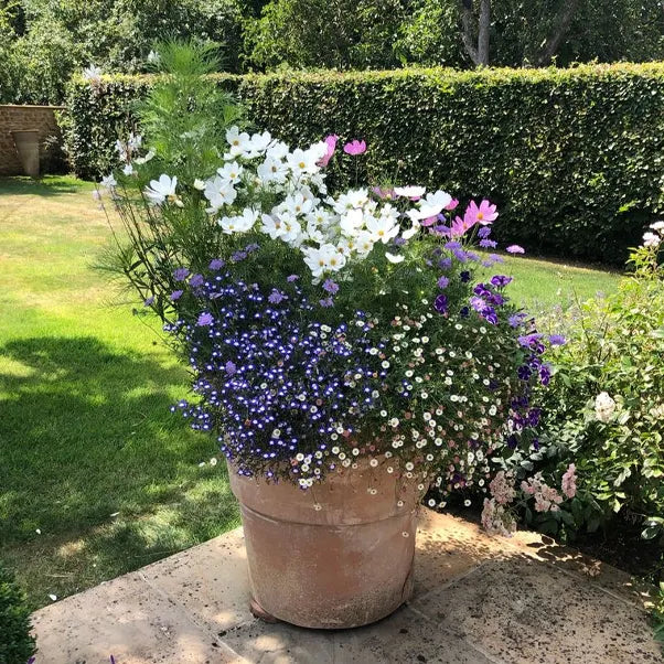 Growing Cosmos in Pots – Container Guide | Ashridge – Ashridge Nurseries