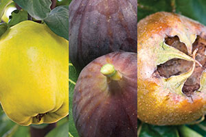 Planting A Small Mixed Orchard – Ashridge Nurseries