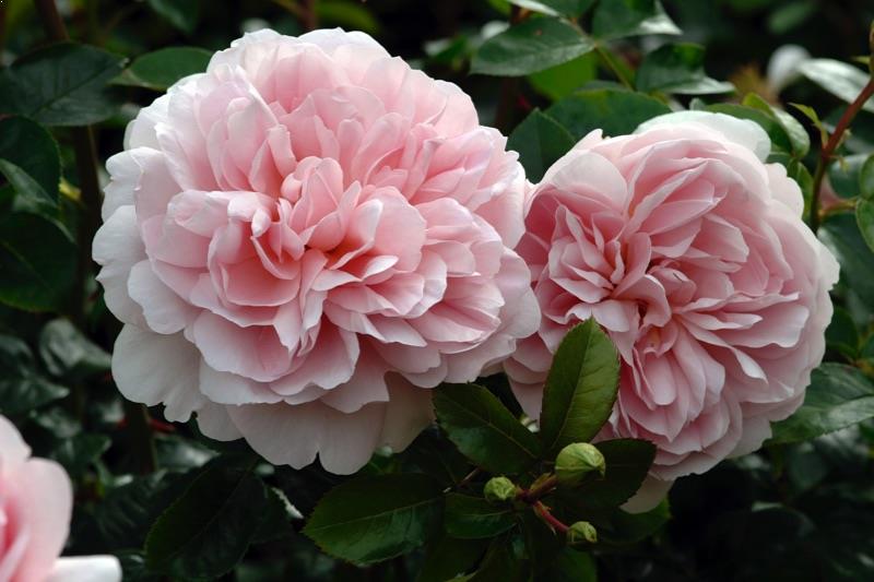 David Austin Roses – English Romance Meets Modern Power – Ashridge ...