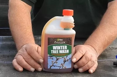 How to Apply Winter Wash to Fruit Trees – Ashridge Nurseries