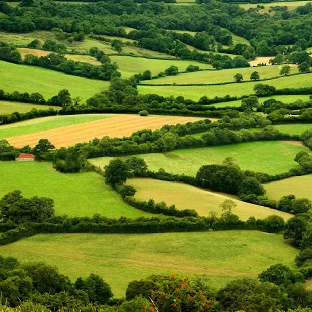 Buy native British hedging plants online | Ashridge Nurseries