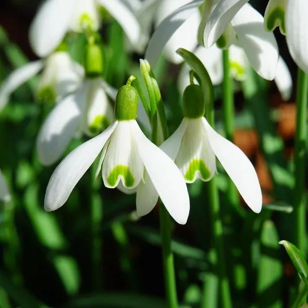 Buy Snowdrop Bulbs Online by Mail Order. Premium Size, UK Grown & Dutch ...