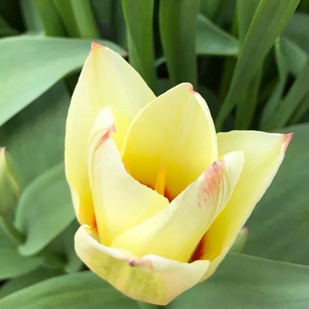 Tulip Albion Star Bulbs – White & Pink Dwarf to 25cm