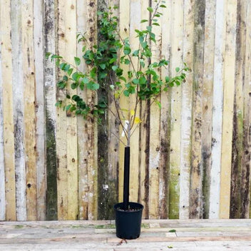 Aprimira Miracot Tree – Apricot-Mirabelle Hybrid