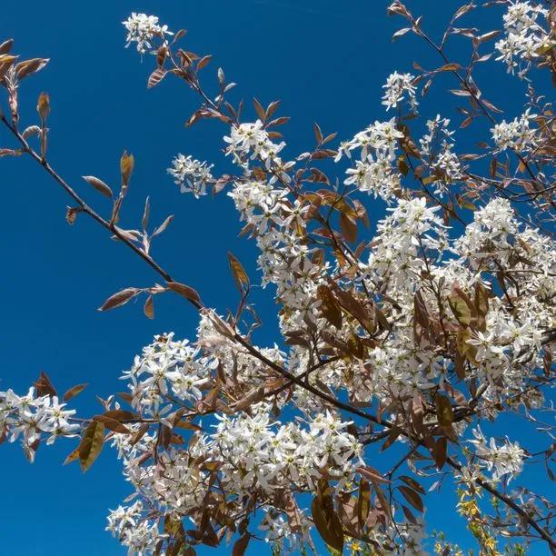 Amelanchier Ballerina Tree – White Blossom & Berries