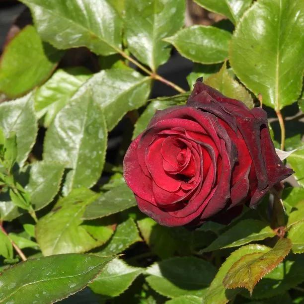 Black Baccara Rose – Dark Maroon Hybrid Tea for Cutting