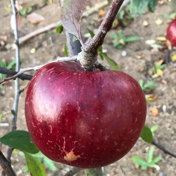 Bareroot Black Dabinett Cider Apple Trees for Sale Online. Buy Well ...