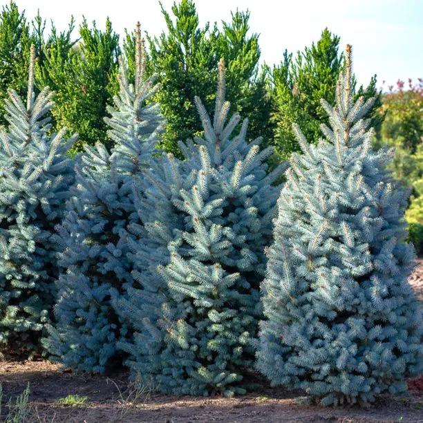 Bareroot Blue Spruce Sapling Trees for Sale Online. Buy UK Grown Picea ...