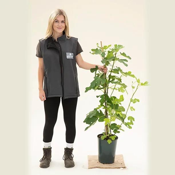 Brown Turkey Fig Tree – Gift-Wrapped Potted Tree