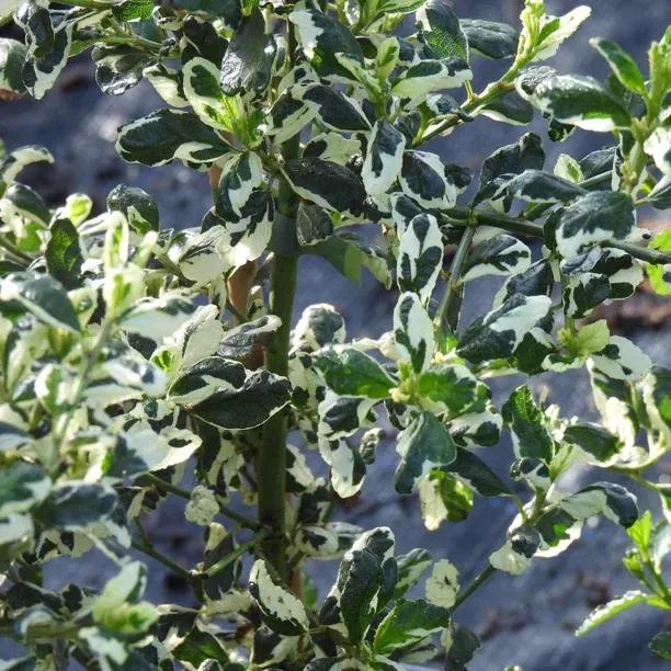 Ceanothus Silver Surprise – Compact Variegated to 1.2m
