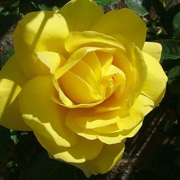Chris Rose – Rich Yellow Fragrant Climber Continuous to 3m