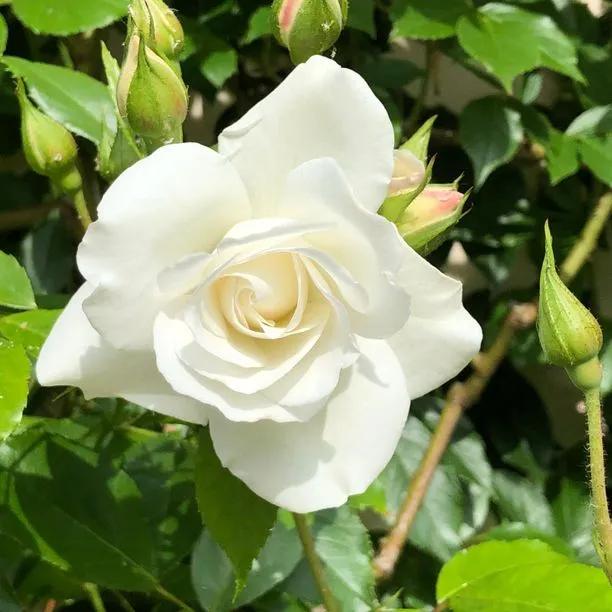 Climbing Iceberg Rose – White Repeat-Flowering Climber AGM