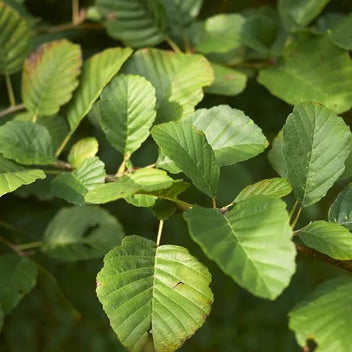 Common Alder Saplings – Native Alnus Glutinosa Trees