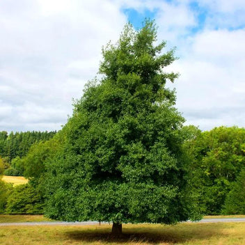 Common Alder Tree – Native Black Alder Alnus Glutinosa