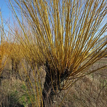 Common Osier Willow – Salix Viminalis for Weaving
