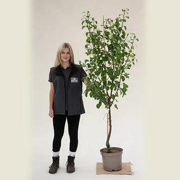 Conference Pear Tree – Reliable Heavy Cropper AGM