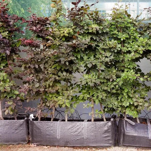 Instant Hedging & Hedge Troughs: Ready Made Mature Hedgerows for Sale ...