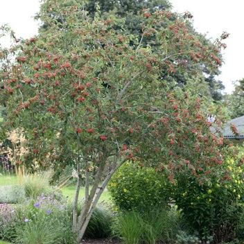 Cornubia Cotoneaster Tree – Red Berries Late Winter