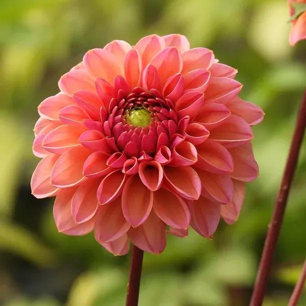 Dahlia Daisy Duke Tubers – Peachy Coral Mini Decorative