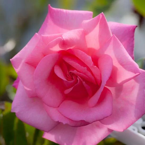 Dancing Queen Rose – Pink Ruffled Repeat Climber to 3m