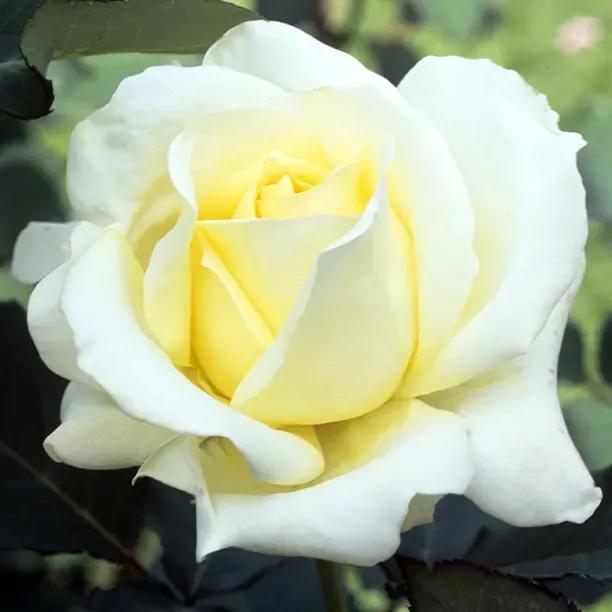 Elina Rose – Primrose Yellow Large-Flowered Hybrid Tea AGM