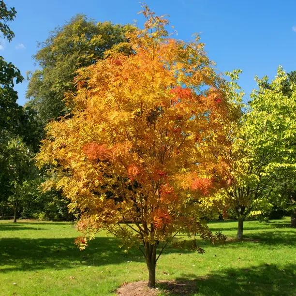 Embley Japanese Rowan Tree – Fiery Scarlet Autumn AGM