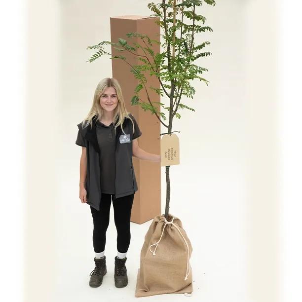Gift Wrapped 'Joseph Rock' Rowan Trees for Sale | Ashridge – Ashridge ...