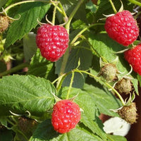 Raspberry Canes for Sale, UK Grown Plants | Ashridge – Ashridge Nurseries