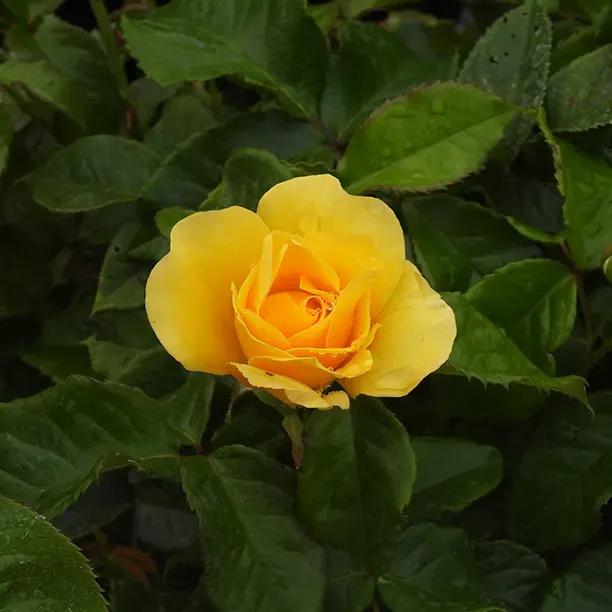 Golden Smiles Floribunda Rose – Bright Yellow AGM