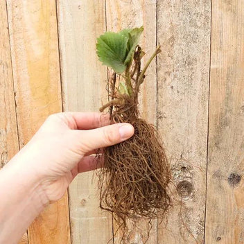 Strawberry Hapil – Heavy Cropping Mid-Season for Pots