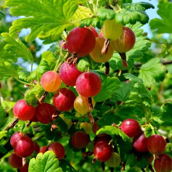 Gooseberry Hinnonmaki Red – Tangy Red for Fresh Eating