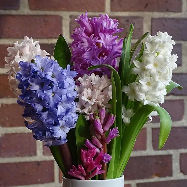 Mixed Hyacinth Bulbs – 3 Richly Scented Varieties