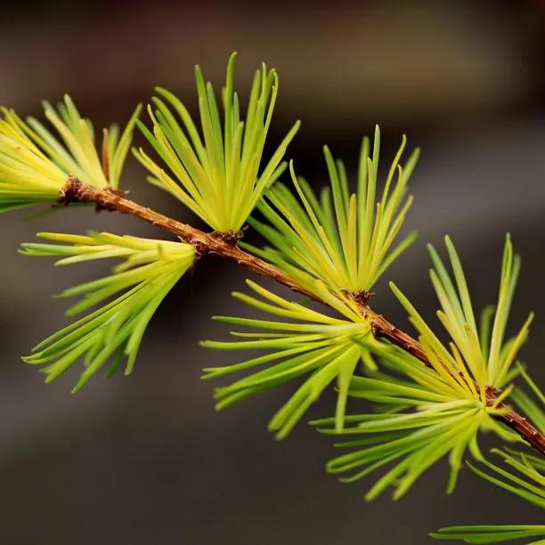 Bareroot Japanese Larch Tree for Sale Online. Buy UK Grown Larix ...