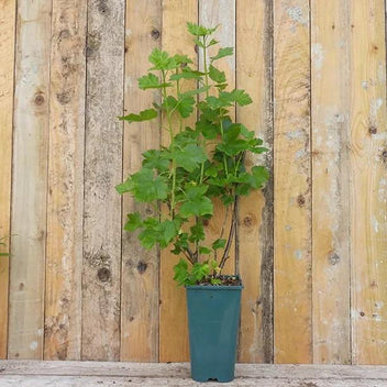 Jostaberry Plants – Thornless Gooseberry-Currant Hybrid
