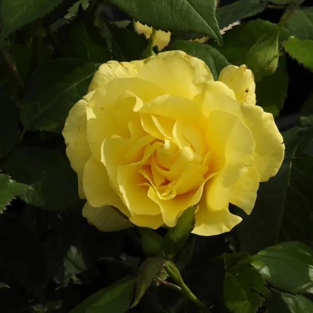 Korresia Rose – Deep Yellow Fragrant Compact