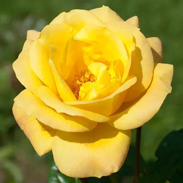 Laura Ford Rose – Lemon Yellow Patio Climber Fruity AGM