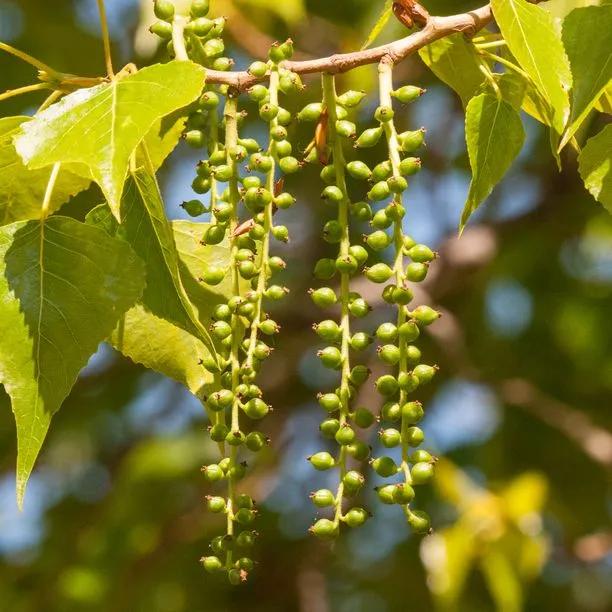 Lombardy Poplar Tree – Tall Narrow Screening Column AGM