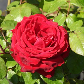 Loving Memory Rose – Deep Scarlet Hybrid Tea Upright