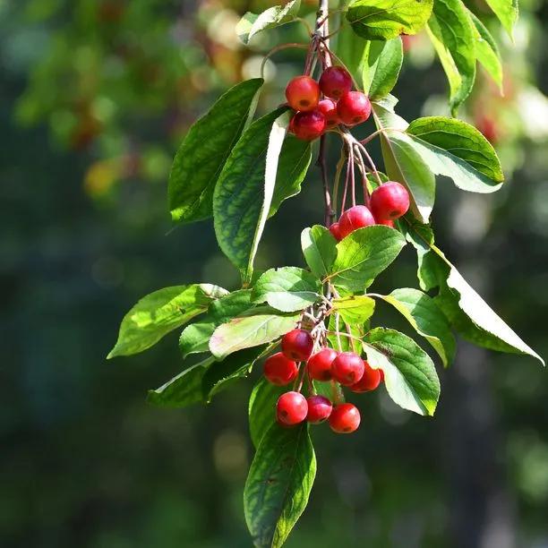 Hupeh Crab Apple Tree – White-Pink Flowers Red Fruit AGM