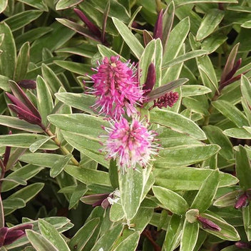 Marilyn Monroe Hebe Plants for Sale, UK Grown – Ashridge Nurseries