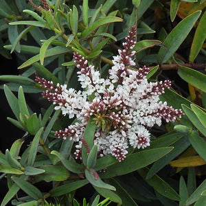 Hebe Plants | Shrubby Veronica Varieties